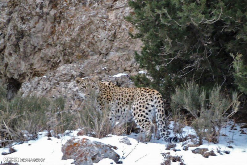 Photo: leopards in Iran - IRAN This Way